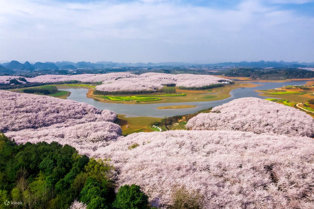 [Cherry Blossom Limited] Guizhou Pingba Cherry Blossom Day Tour (Round ...